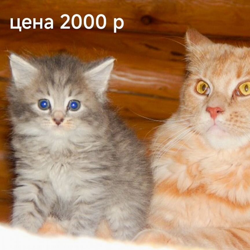 Котята от кошки мейнкун