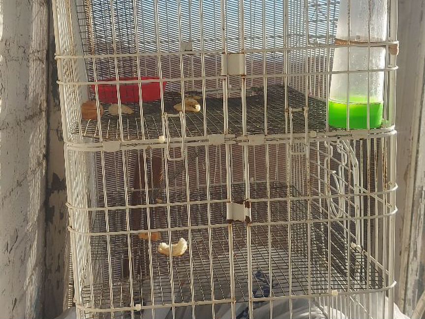 Большая клетка для крыс