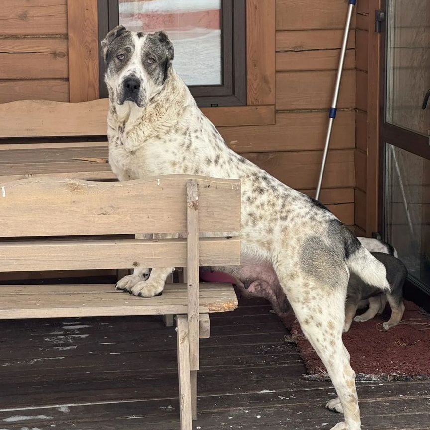 Среднеазиатская овчарка, щенок