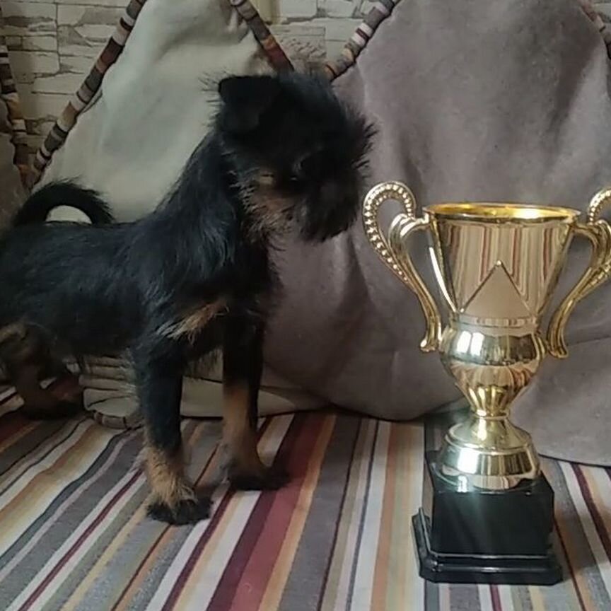 Бельгийский гриффон черноподпалый