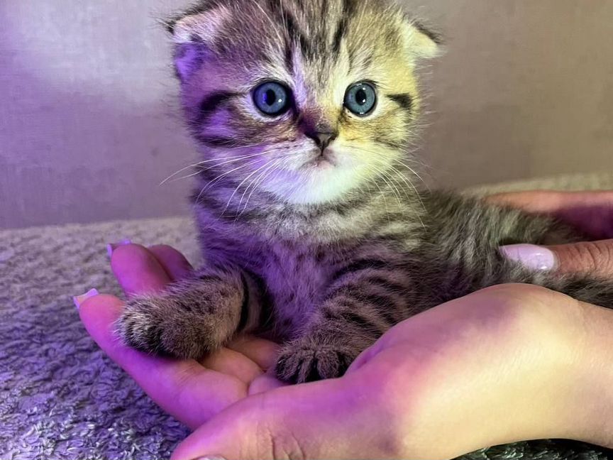 Котята шиншилла Табби