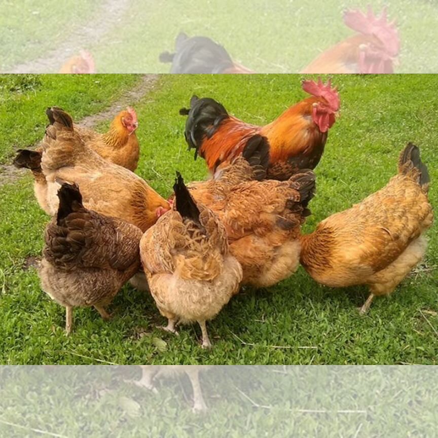 Цыплята суточные Кучинской юбилейной