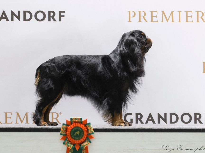 Кинг чарльз спаниель вязка