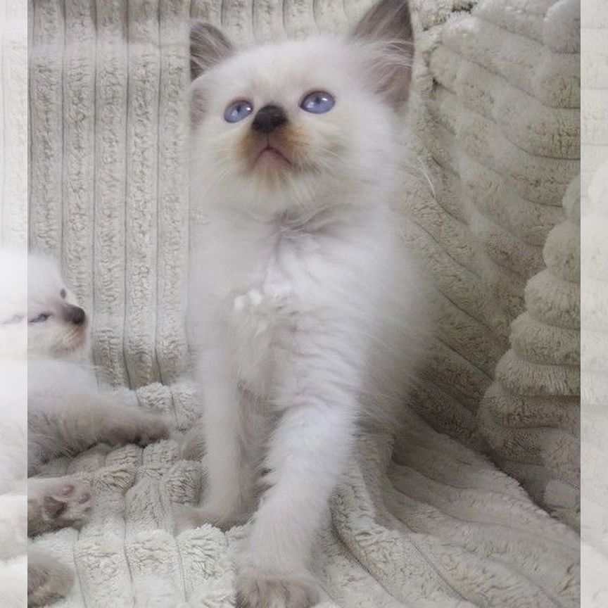 Невские маскарадные котята