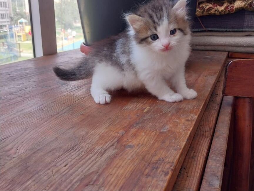 Котятки в семью