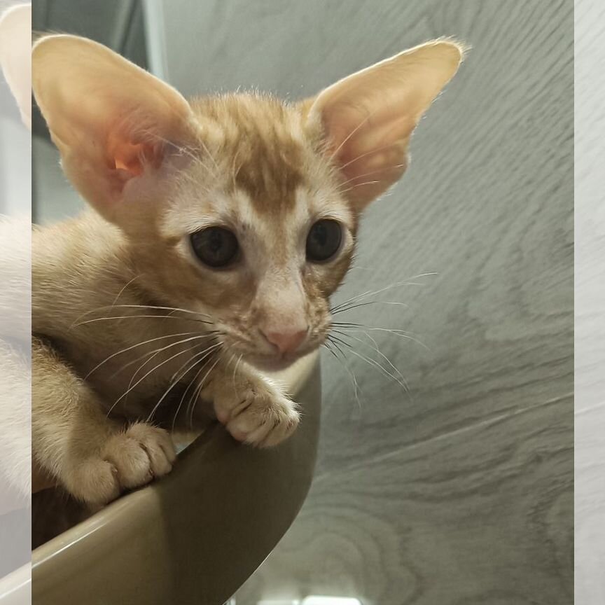 Ориентальные котята