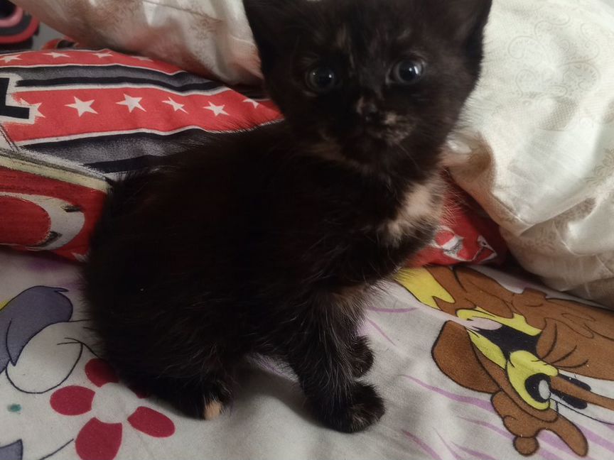 Котята