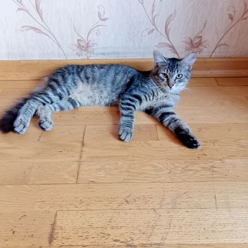 Котик сибиряк+