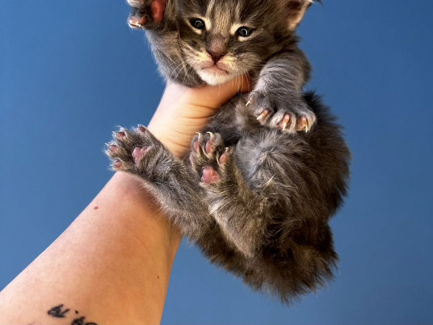 Котята мейн-кун