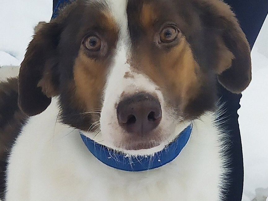 Очень красивый пёс