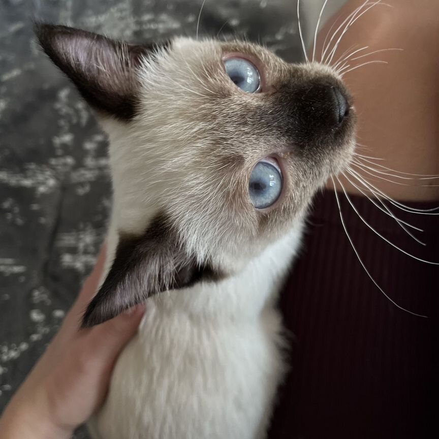 Котенок той-боб мальчик