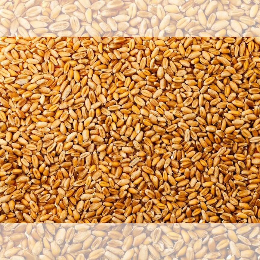 Зерно пшеница