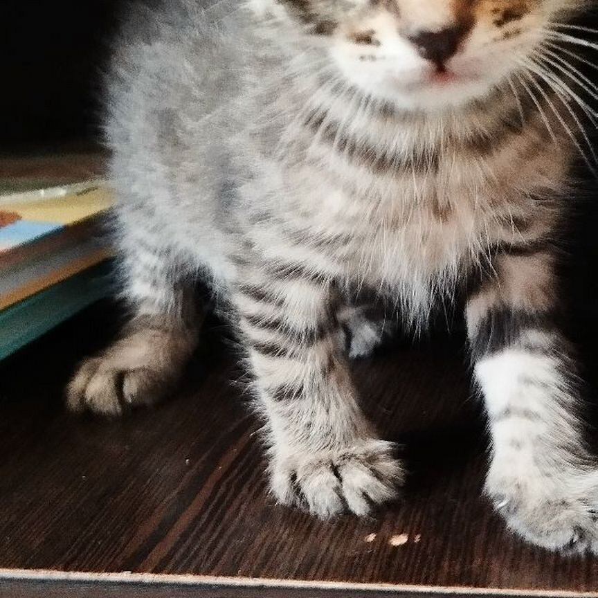 Котёнок,кот