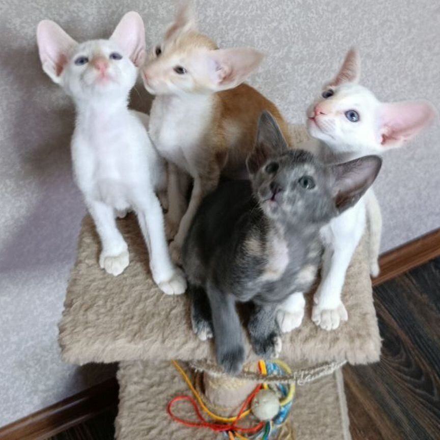 Ориентальный котёнок