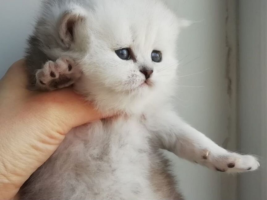 Котик серебристой шиншиллы