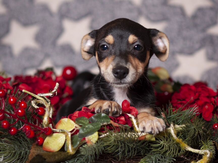 Ксолоитцкуинтли