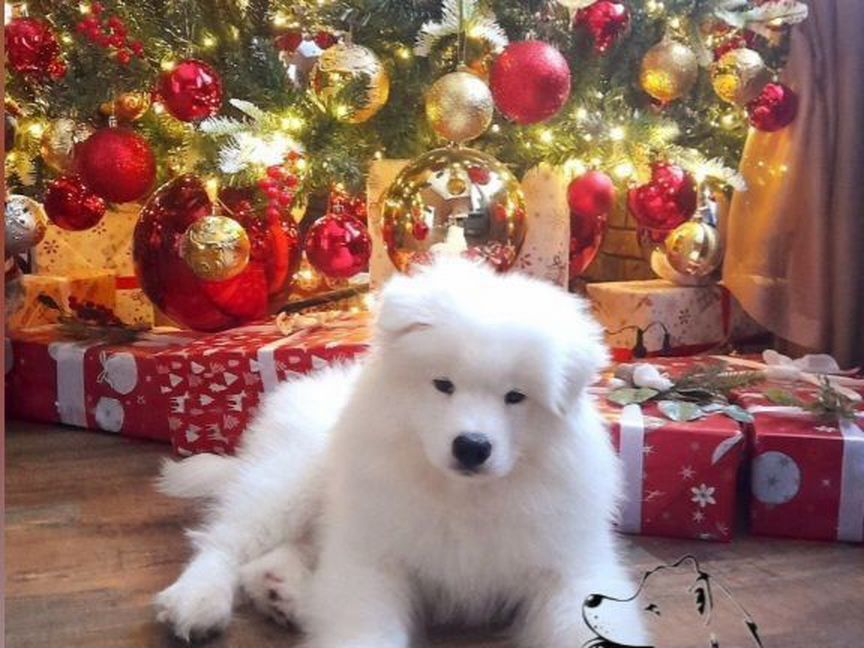 Самоедская лайка