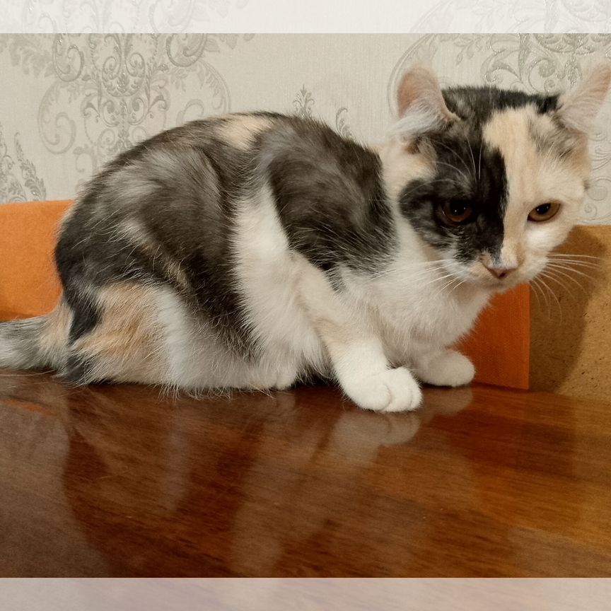 Американский керл