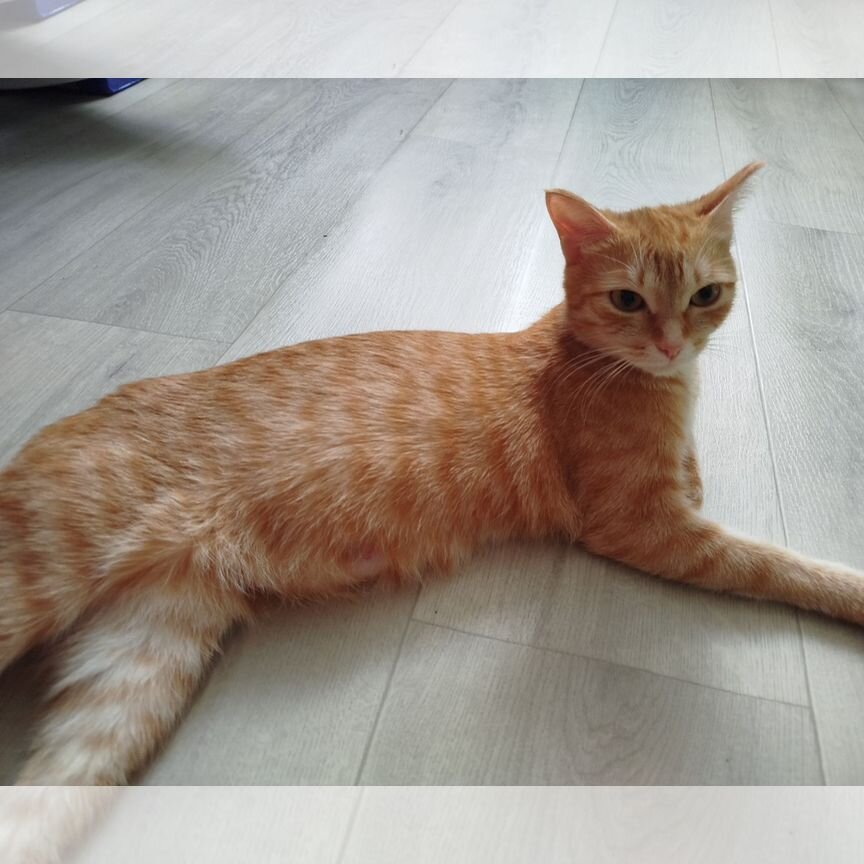 Взрослая, кошка в добрые руки