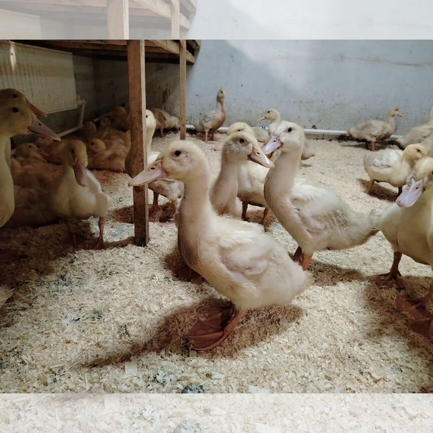 Утки черри велли, подрощеные