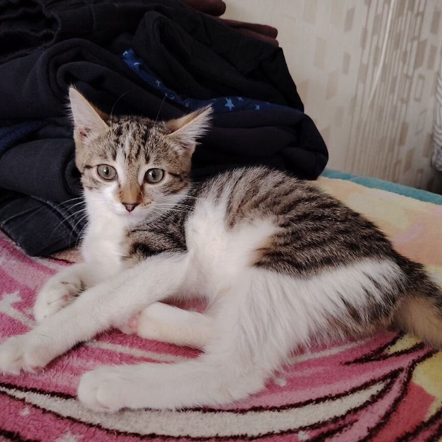 Котёнок в добрые руки