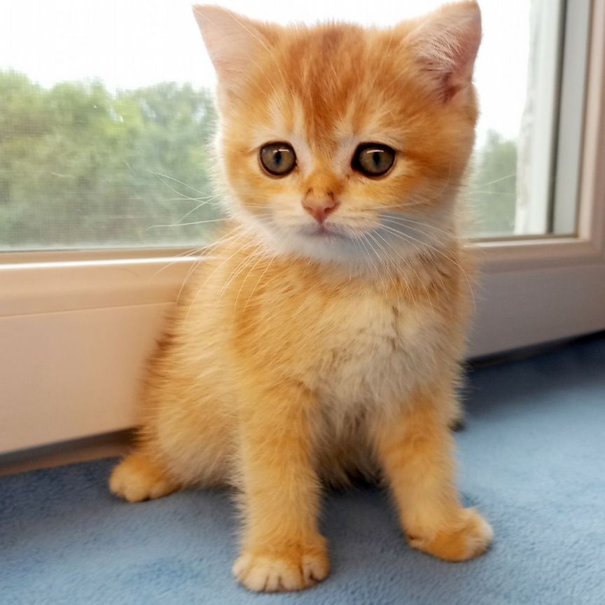 Золотая шиншилла. Котенок. Девочка