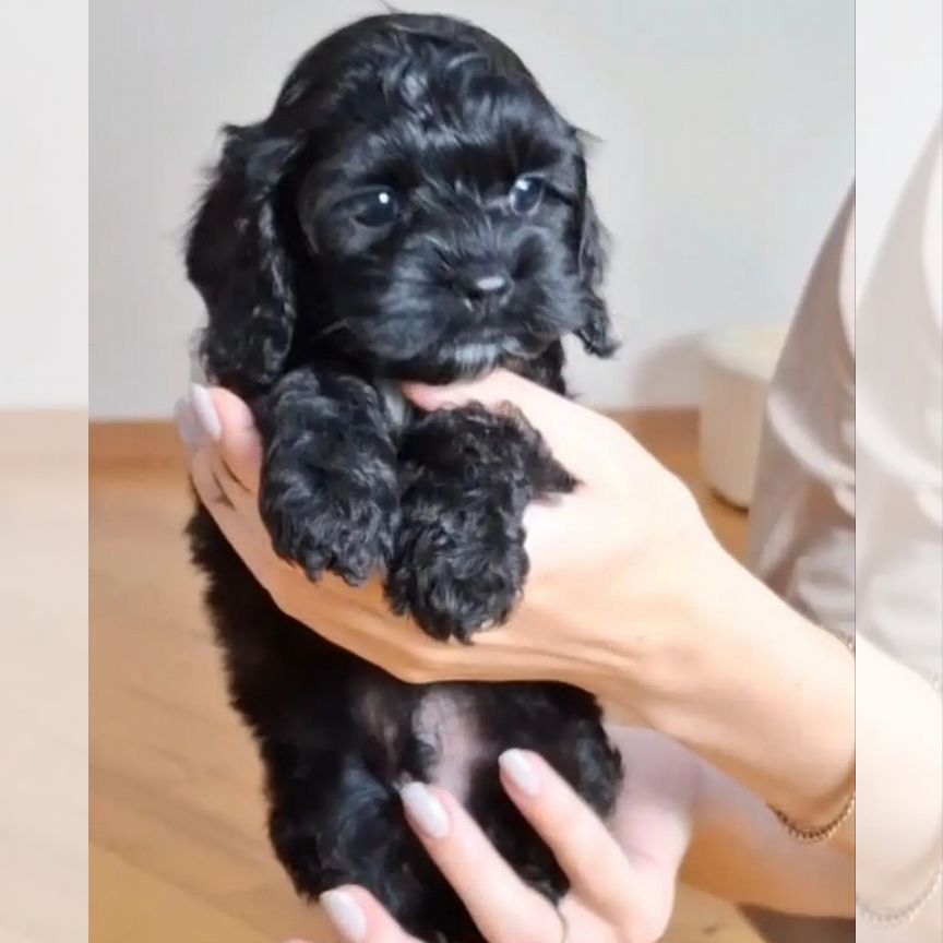 Кокапу, щенок