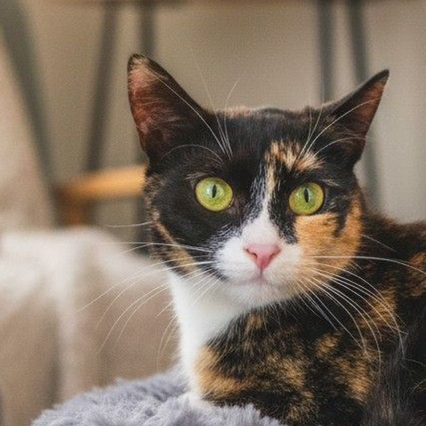 Взрослая кошка в добрые руки