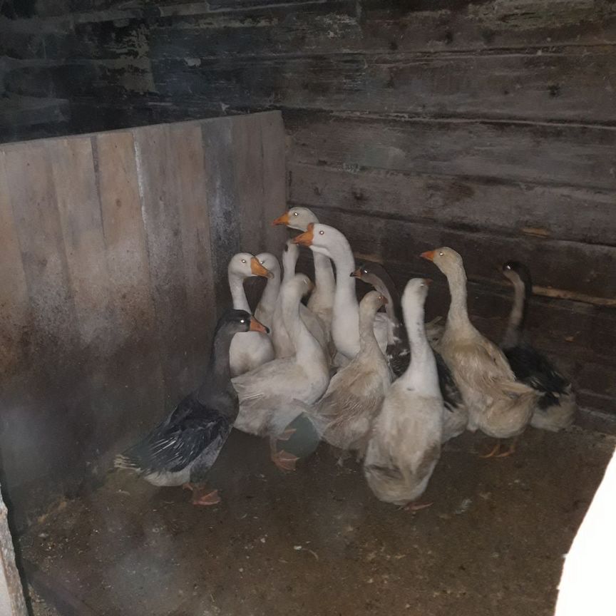 Имеютса к продаже гуси,утки,петушки и утки