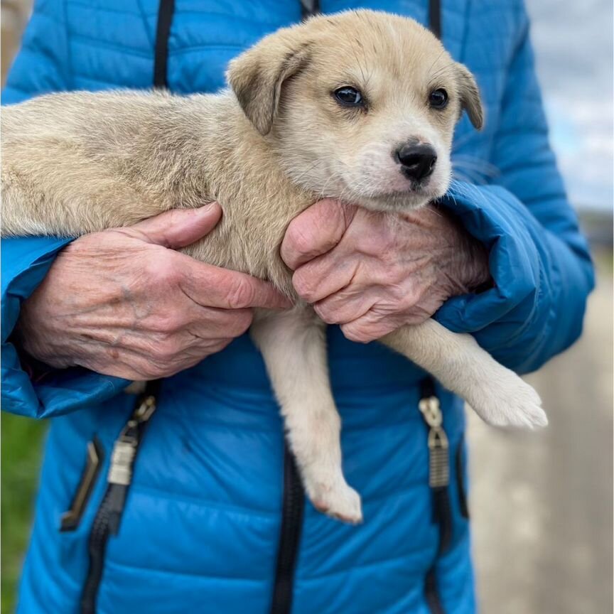 Щенок в добрые руки