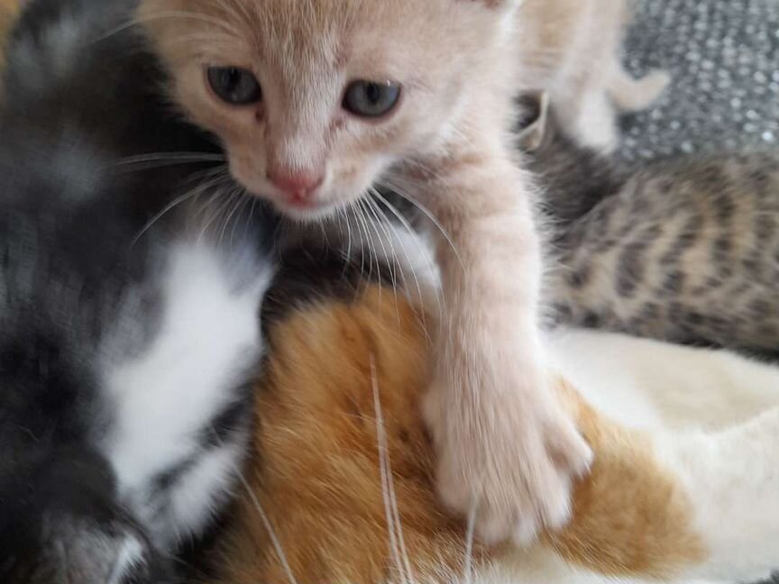 Котята в добрые руки