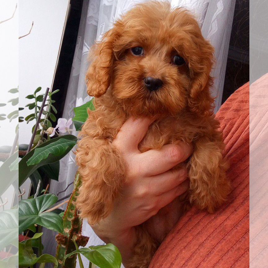 Кокапу, щенок