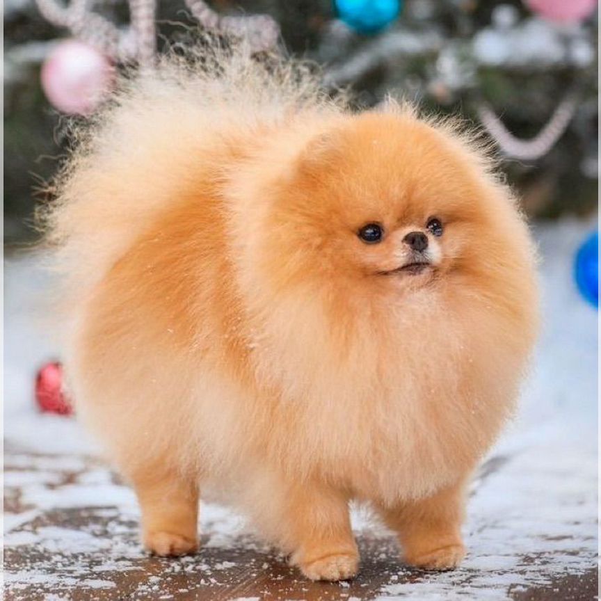 Микро жених для вязок