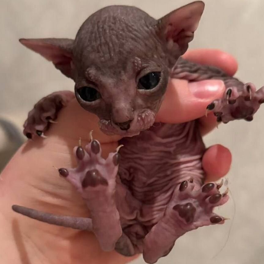 Донской сфинкс котята