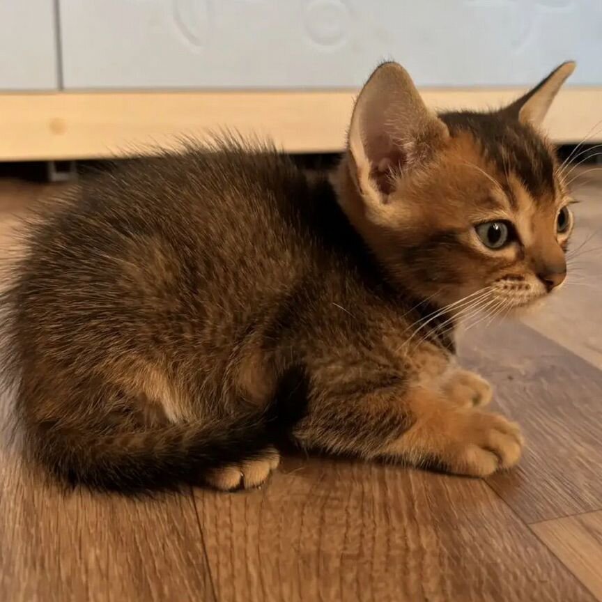 Абиссинский котёнок