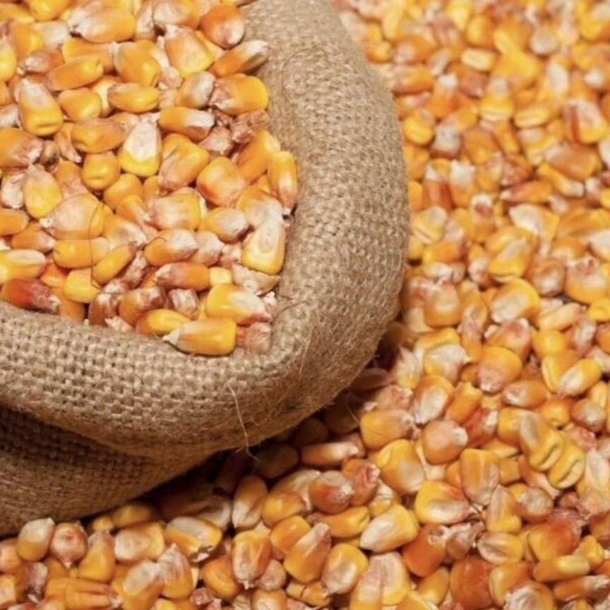 Кукуруза зерно