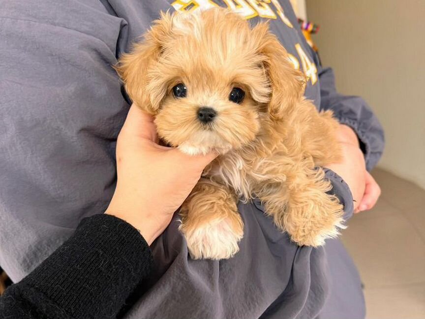 Мальтипу микро teacup девочка из Кореи