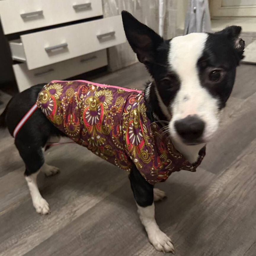 Комбинезон для собаки