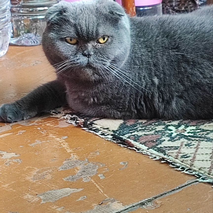 Отдам в добрые руки британку вислоухую