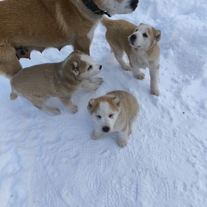 Туркменский алабай