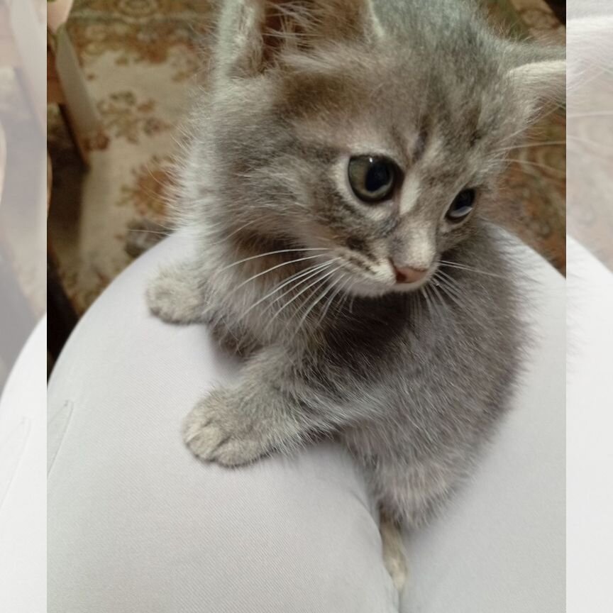 Котёнок в добрые руки