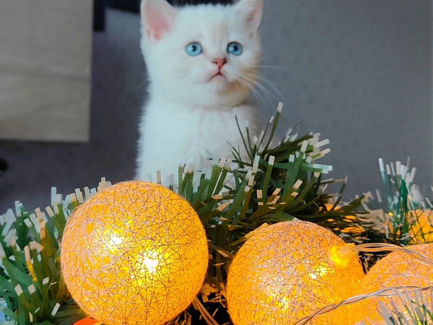 Шотландские котята