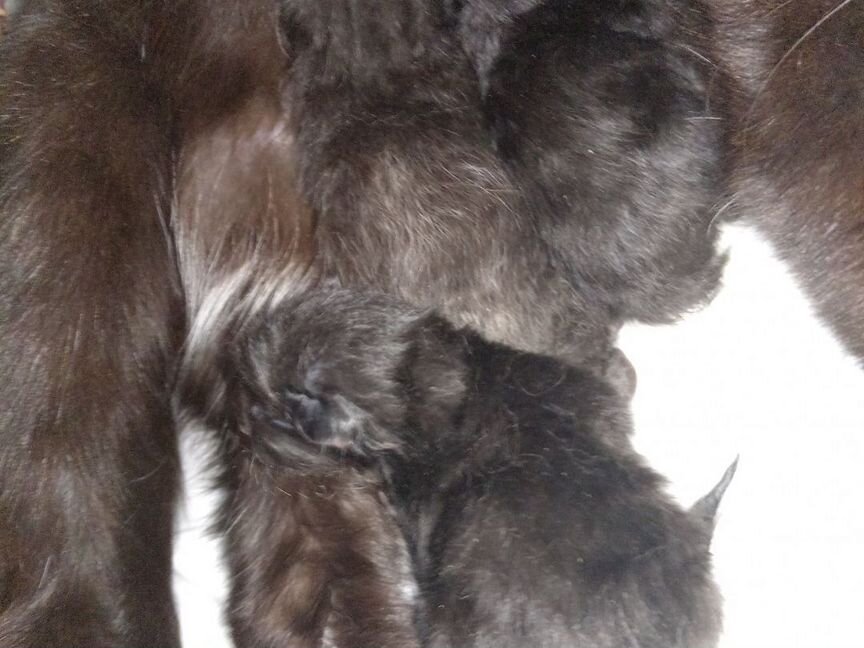Отдам бесплатно котят