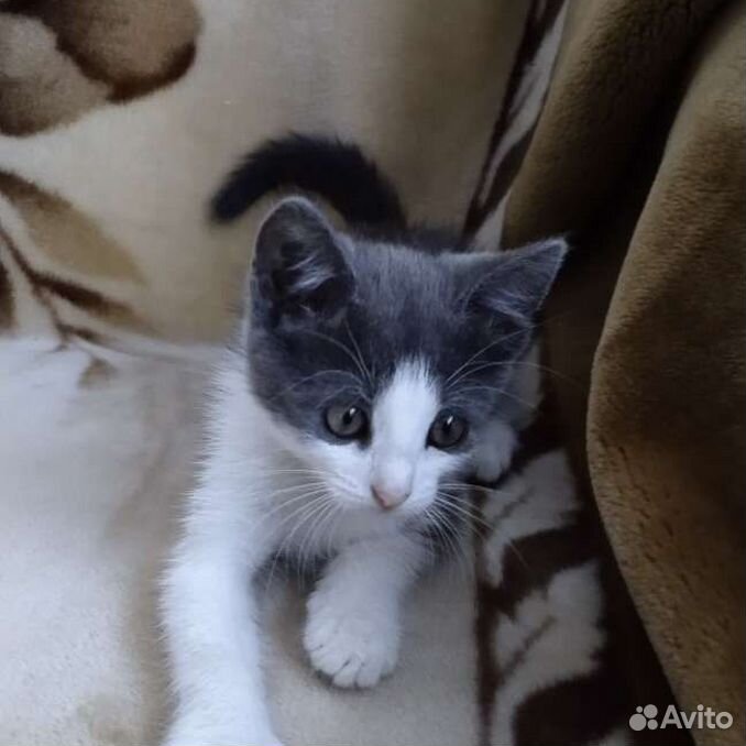 Карамелька в добрые руки