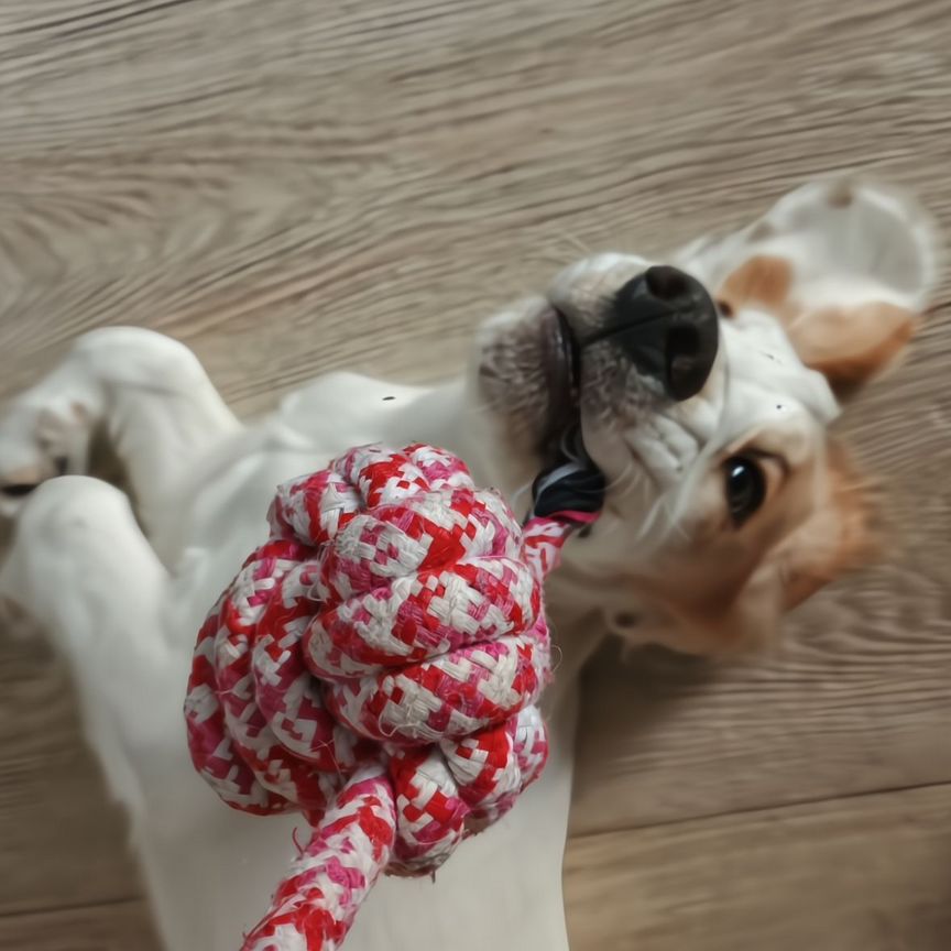 Русский охотничий спаниель, щенок