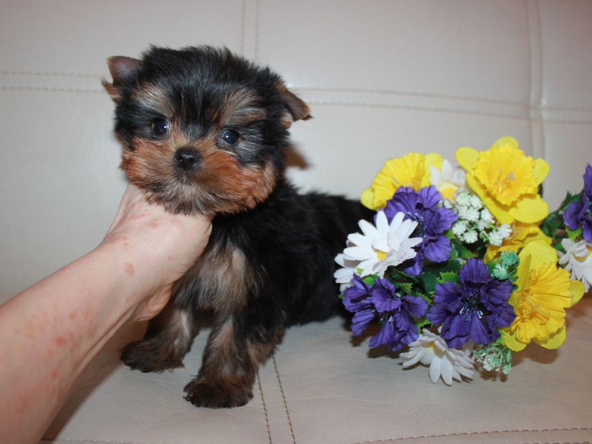 Очаровательный мальчишечка йорка 2 мес с документа