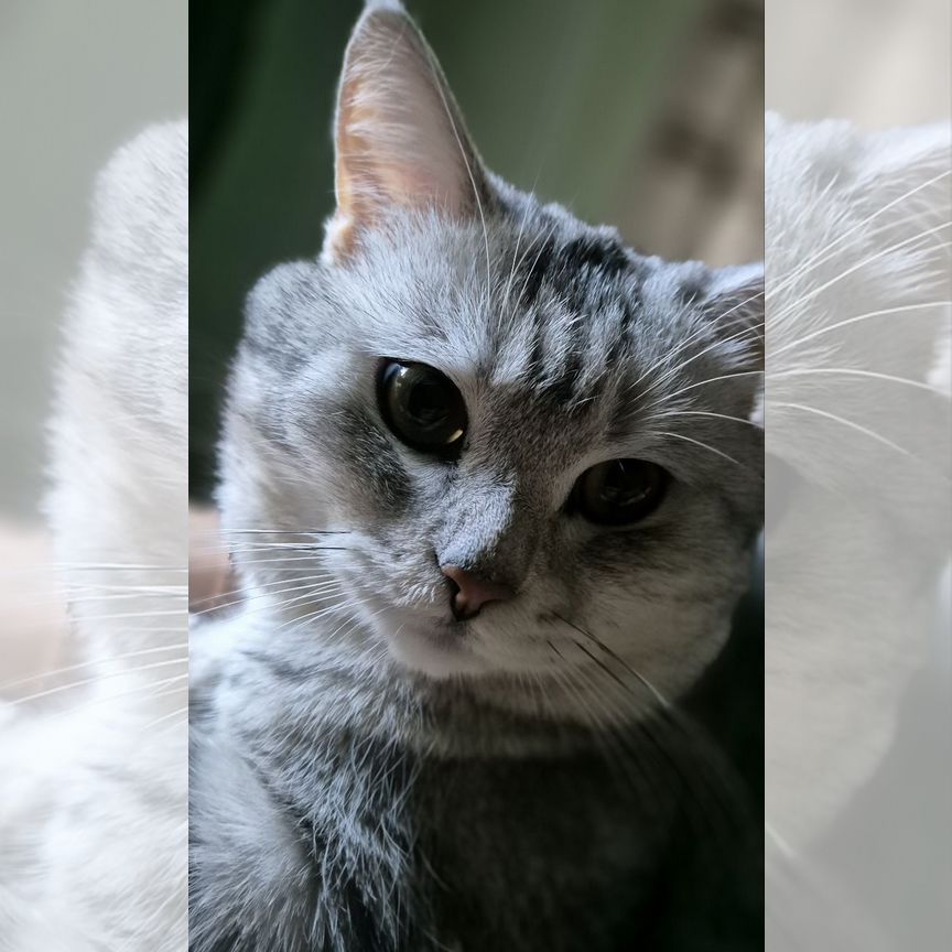 Британский короткошёрстный кот, взрослый