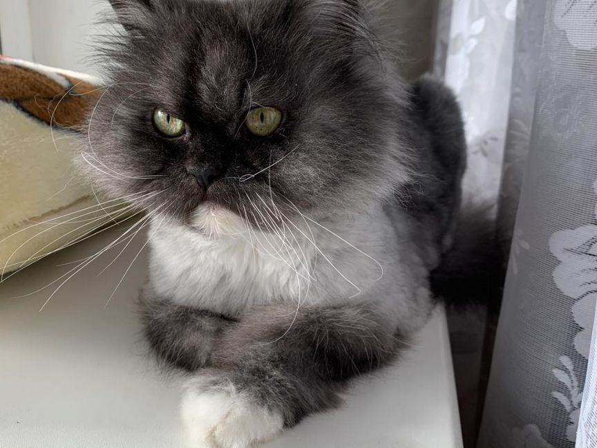 Муся в поисках дома