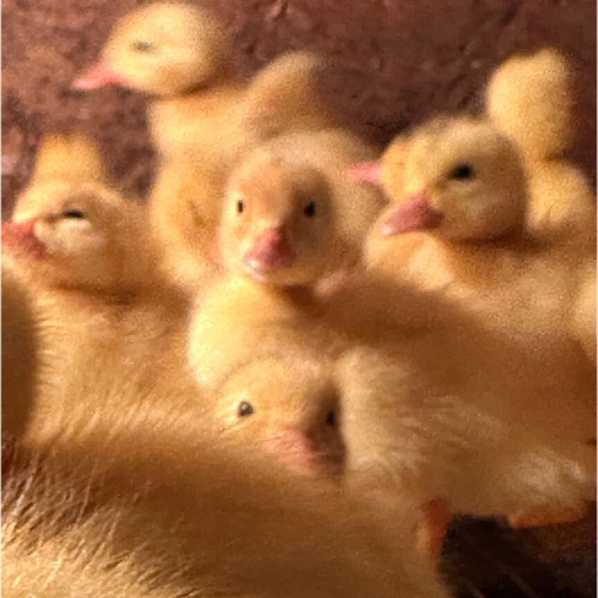 Утята бройлерного кросса ст 5 Бесп. Доставка ло