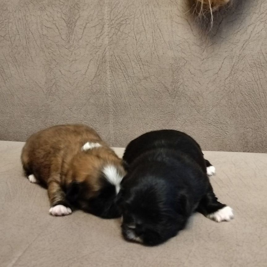 Пекинес, щенок